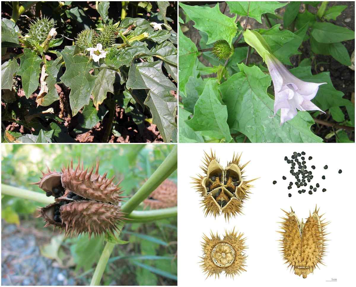 11 cele mai periculoase și otrăvitoare plante din lume despre care ar ...